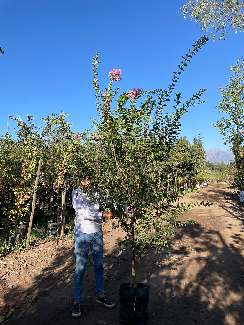 CRESPON – Vivero Antú