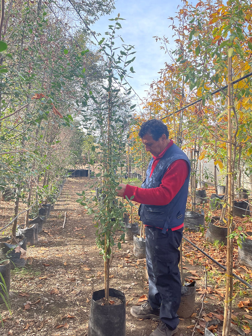 PATAGUA – Vivero Antú