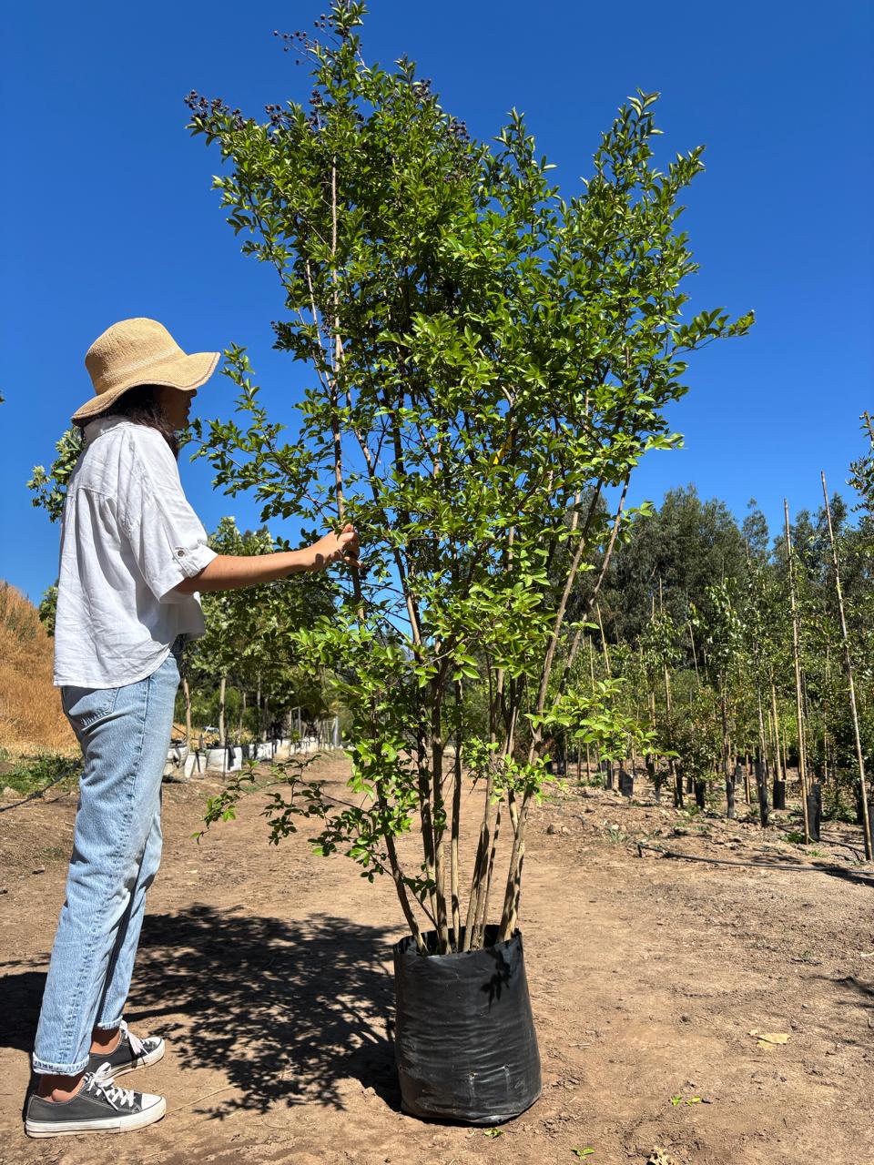 CRESPON – Vivero Antú